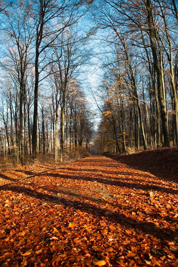 Forest in Autumn, Colorful Foliage on the Tree, Path through Deciduous ...