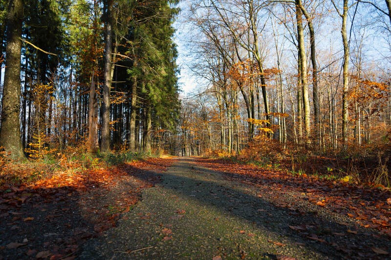 Forest in Autumn, Colorful Foliage on the Tree, Path through Deciduous ...