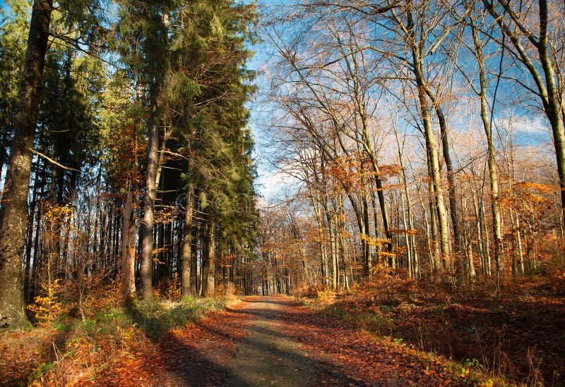 Forest in Autumn, Colorful Foliage on the Tree, Path through Deciduous ...