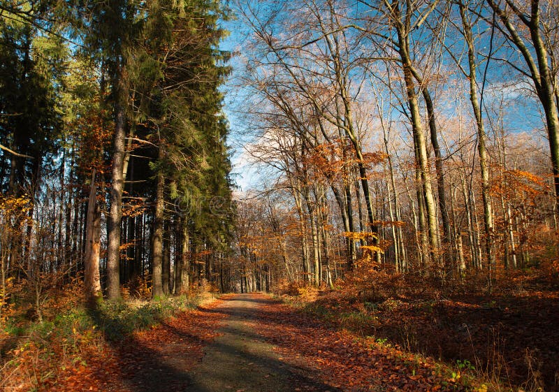 Forest in Autumn, Colorful Foliage on the Tree, Path through Deciduous ...