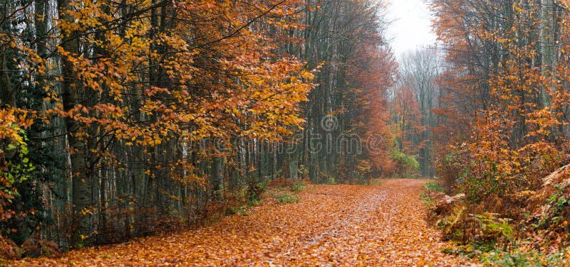 Forest during autumn stock image. Image of dusk, branches - 112380857