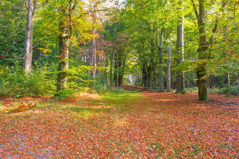 Forest in Autumn Colors in Sunlight at Fall Stock Image - Image of leaf ...