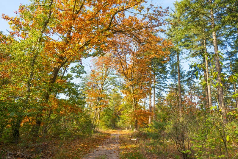 Forest in Autumn Colors in Sunlight at Fall Stock Photo - Image of ...