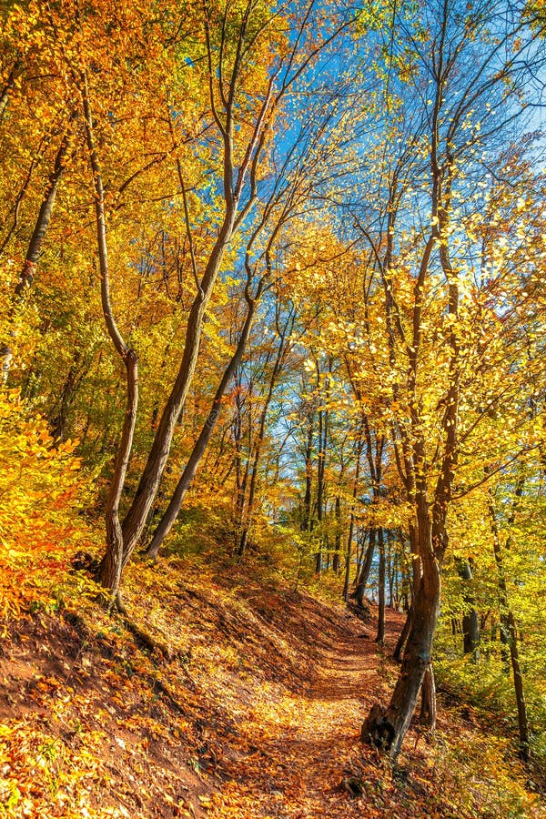 Forest in autumn colors. stock photo. Image of foliage - 130843336