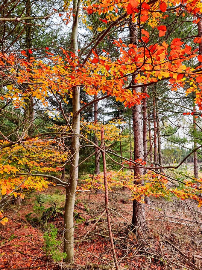Forest autumn colors vibes stock image. Image of plant - 259923071
