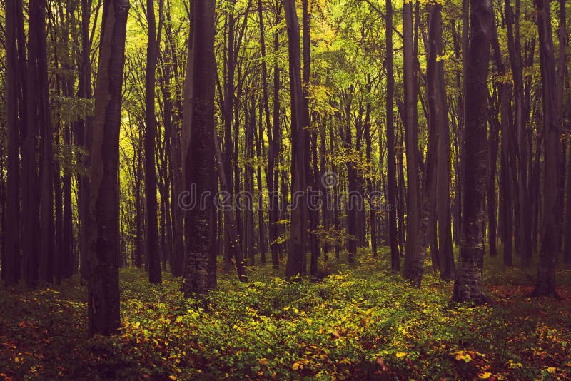 Forest during Autumn. Extreme Color Graded Stock Photo - Image of green ...