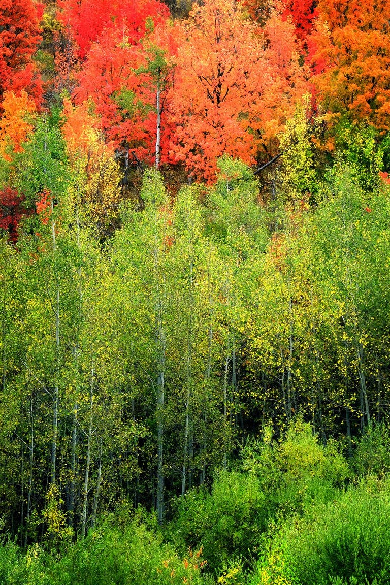 9,545 Color Autumn Leaves Birch Maple Stock Photos - Free & Royalty ...