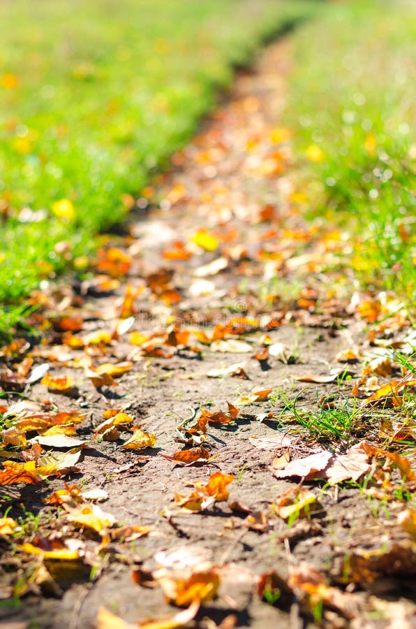 Autumn Footpath through the Alley Stock Image - Image of forest, fall ...
