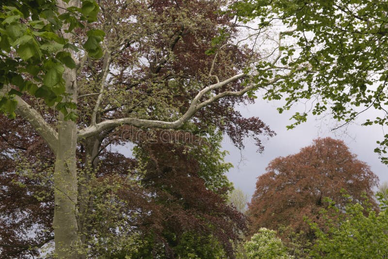 Autumn Landscape, Cloudy Sky, Leaves of Different Colors Stock Photo ...