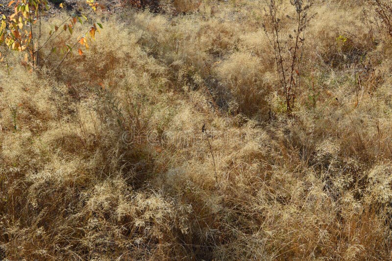 Forest Autumn Leaves and Grass Texture Stock Photo - Image of orange ...