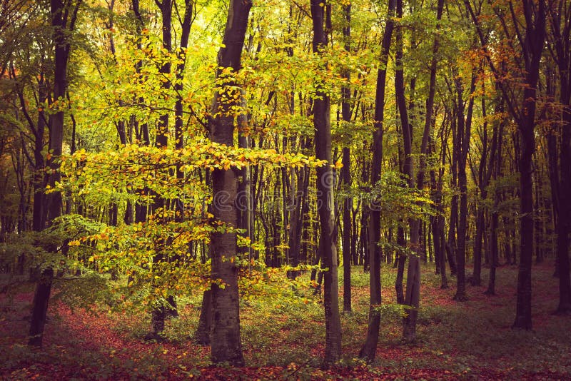 Forest during autumn stock image. Image of dark, green - 46454055