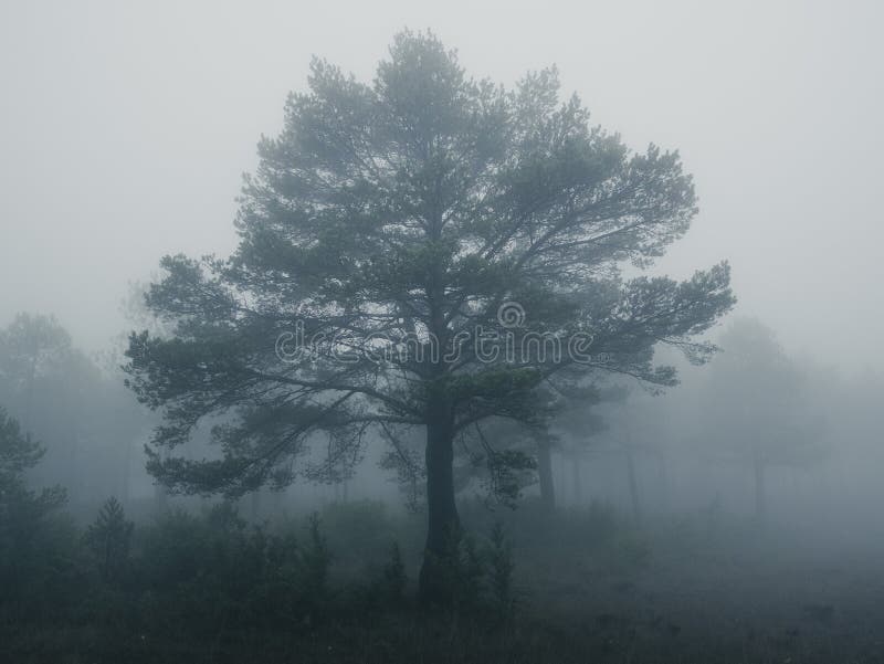 Forest in Autumn Morning Mist Stock Photo - Image of nature, woods ...