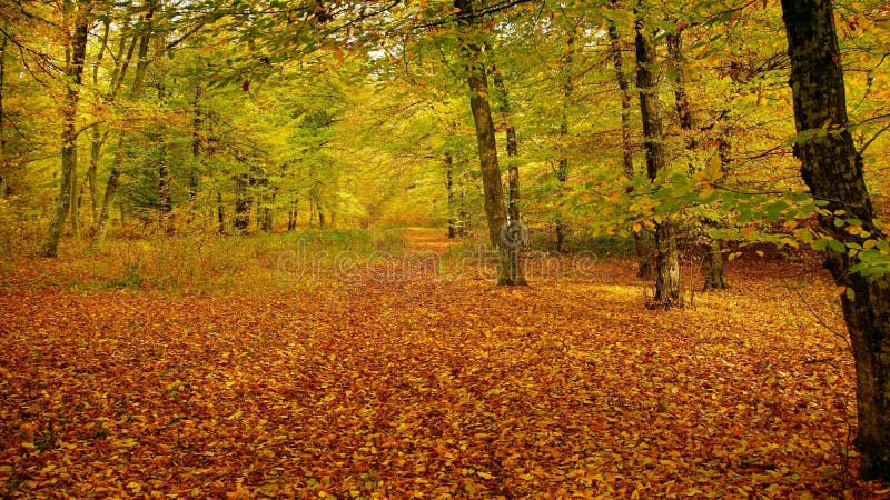 Forest in autumn stock image. Image of woods, woodland - 144002001