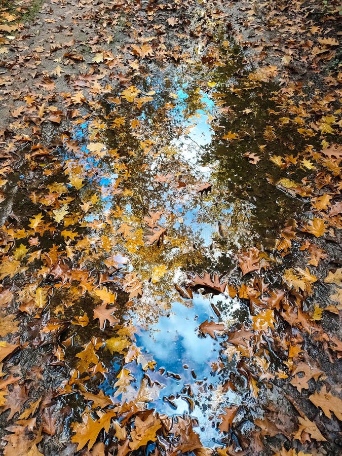 Forest Autumn Reflection of the Sky in a Puddle Stock Image - Image of branch, autumn: 302189337
