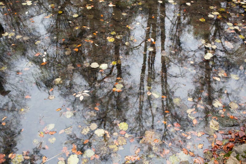 Forest in Autumn with Reflection in Water Strewn with Fallen Lea Stock ...