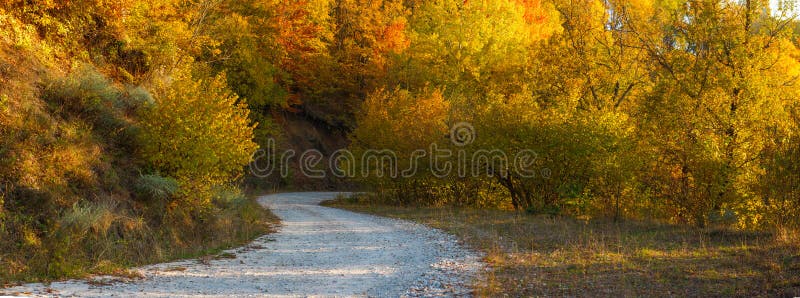 Forest autumn road stock photo. Image of dusk, foliage - 91122968