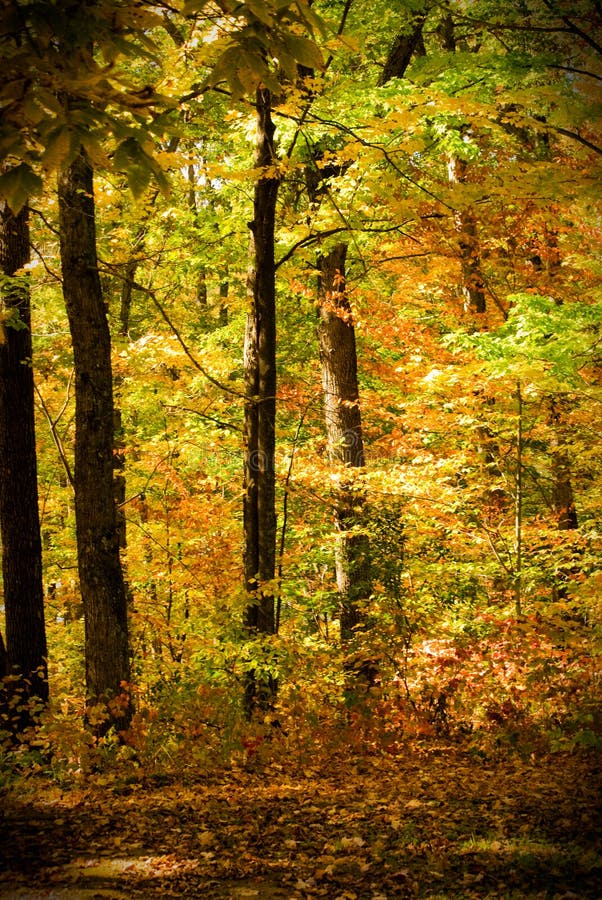 Forest in autumn scene stock image. Image of gold, autumnal - 6818555