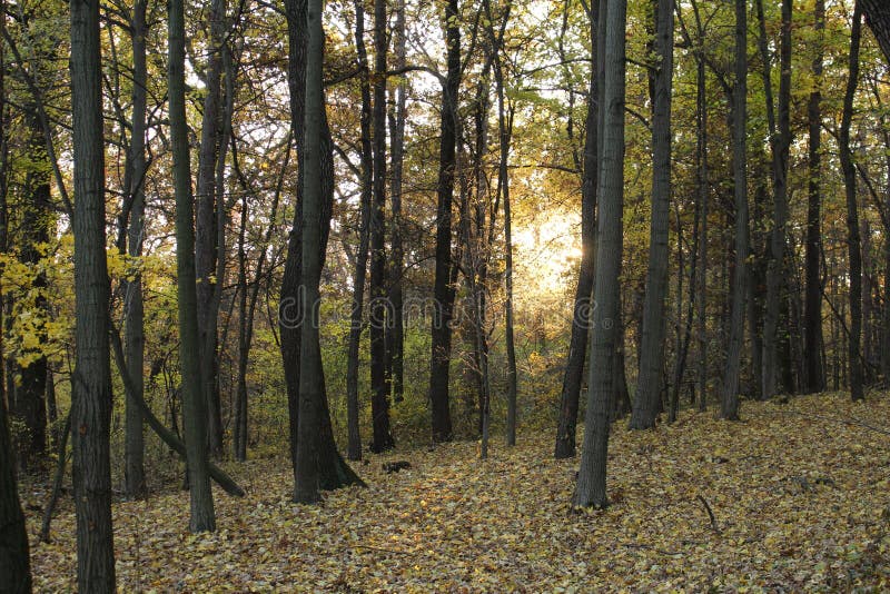 Forest in the autumn stock photo. Image of deciduous - 61718912