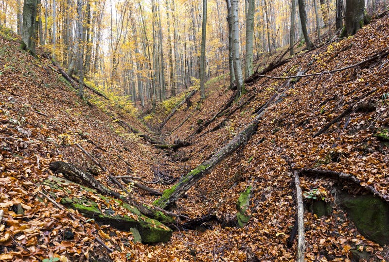 Forest in autumn, Slovakia stock image. Image of natural - 166968293