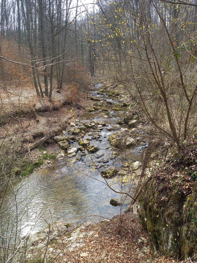 Forest autumn stock image. Image of soil, geology, trunk - 254348741