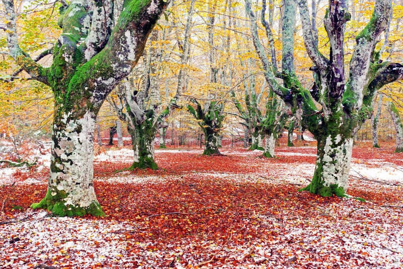 Forest in autumn with snow stock image. Image of vivid - 38101049
