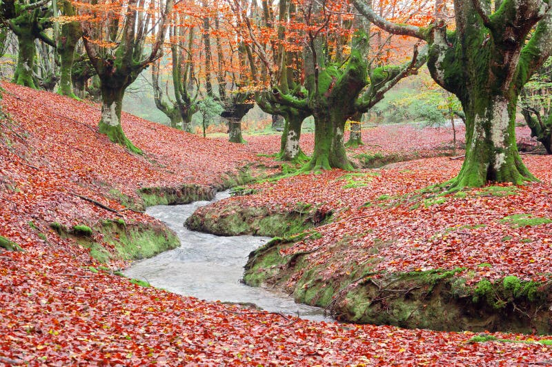 Forest in Autumn with Stream Stock Image - Image of trunk, tree: 38752609