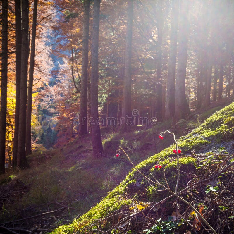 Forest in autumn stock photo. Image of landscape, green - 179210284