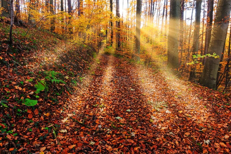 Forest in Autumn with Sunbeam Stock Photo - Image of nature, sunbeam ...