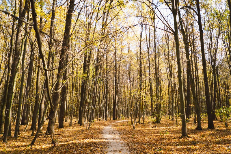 Forest Autumn in Sunny Autumn Weather, Autumn Landscape, Autumn Trees ...
