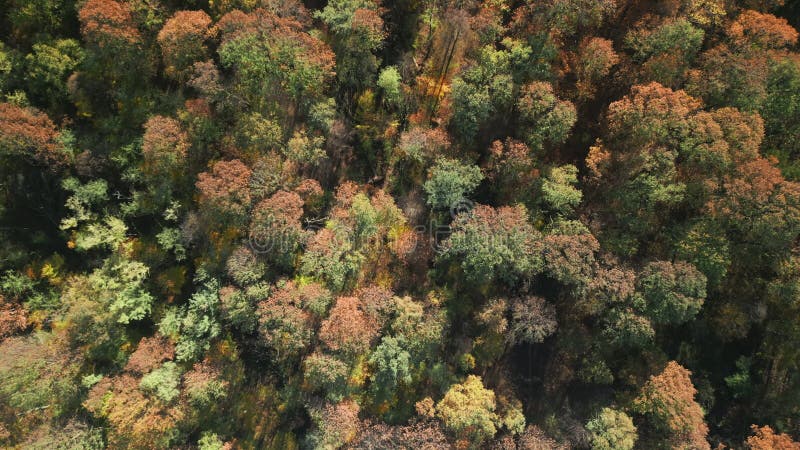 Forest Autumn Top View stock footage. Video of branches - 304300996