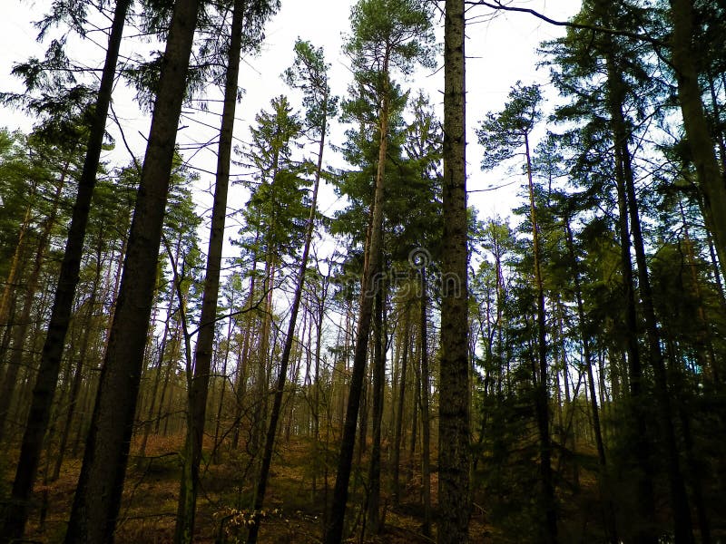 The Forest Awakens Again after the Winter Break Stock Photo - Image of ...