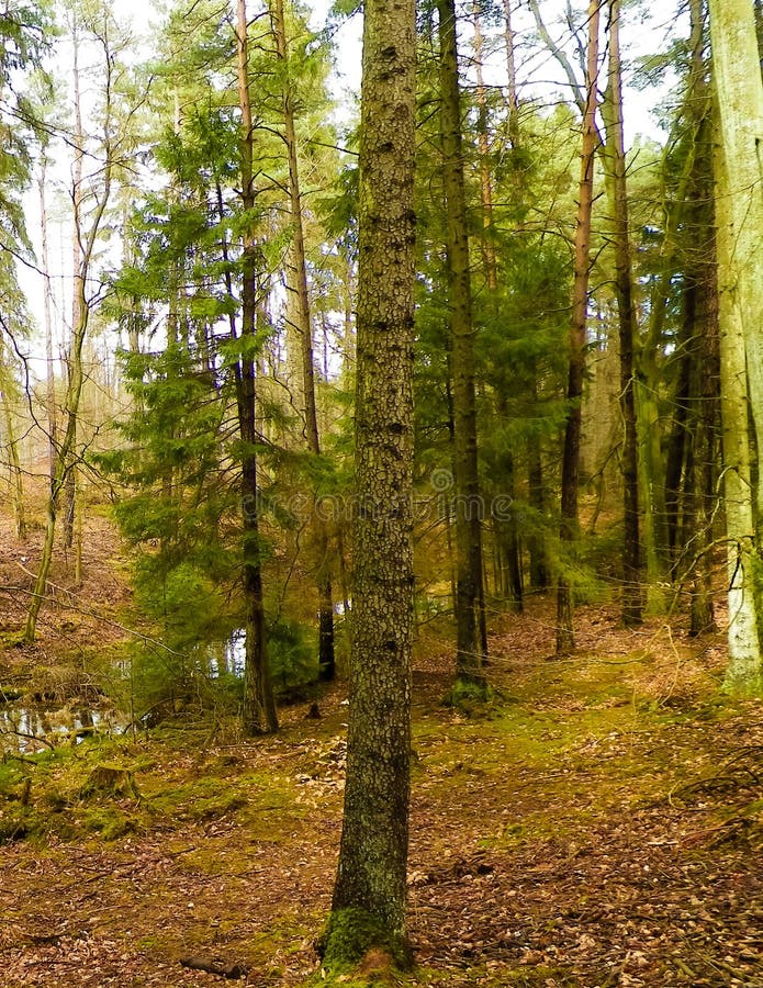 The Forest Awakens Again after the Winter Break Stock Image - Image of ...