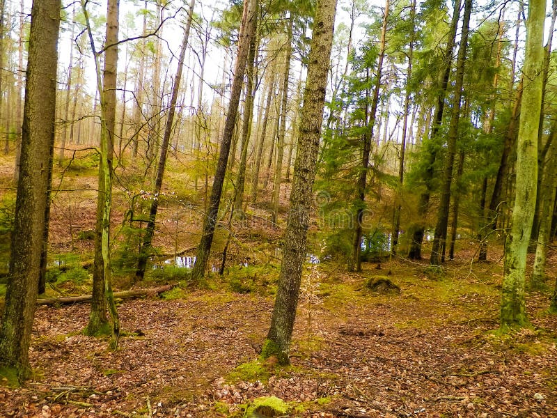 The Forest Awakens Again after the Winter Break Stock Image - Image of ...