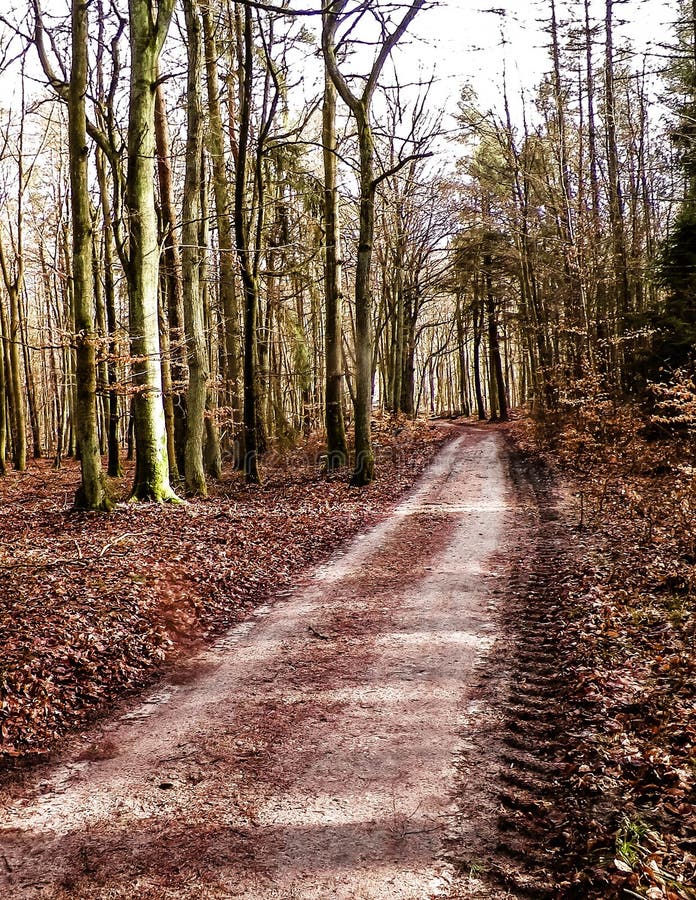 The Forest Awakens Again after the Winter Break Stock Photo - Image of ...