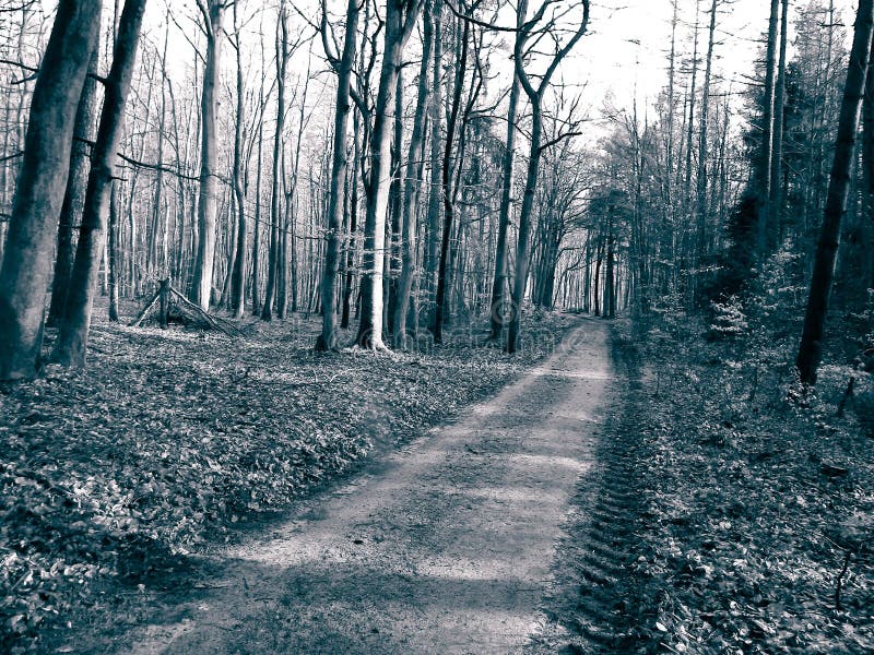 The Forest Awakens Again after the Winter Break Stock Image - Image of ...