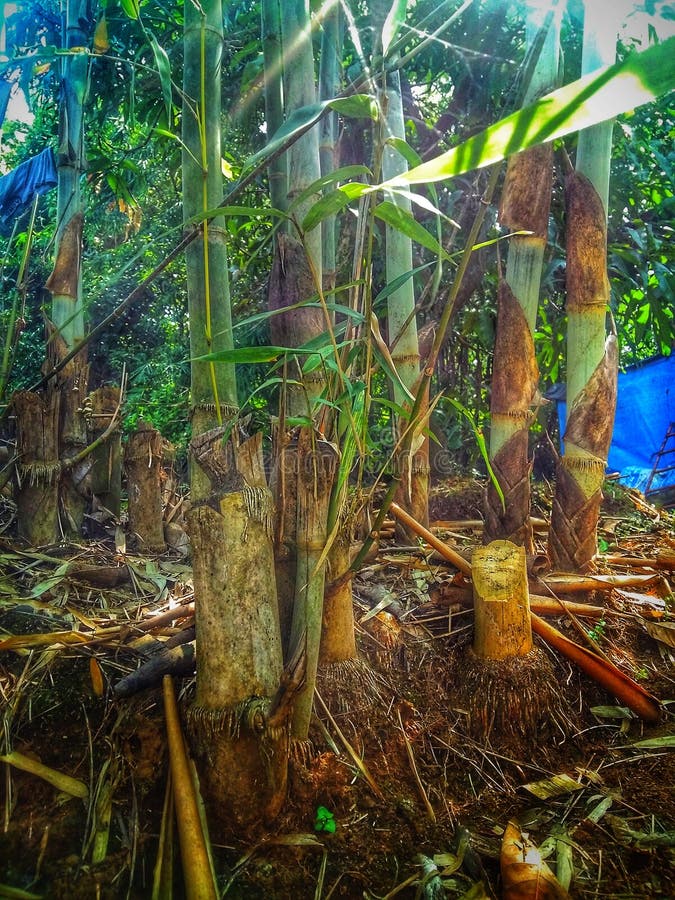 Baboos Stock Photos - Free & Royalty-Free Stock Photos from Dreamstime