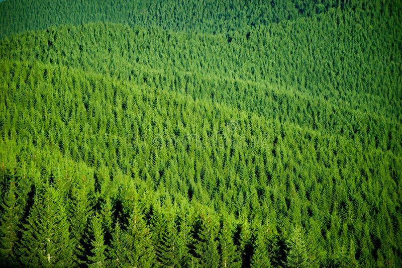 Forest background stock photo. Image of color, area, crowded - 22175204