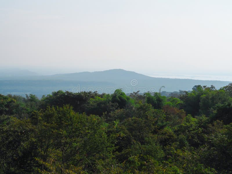 Forest for Background about Environment Nature Conservation Stock Photo ...