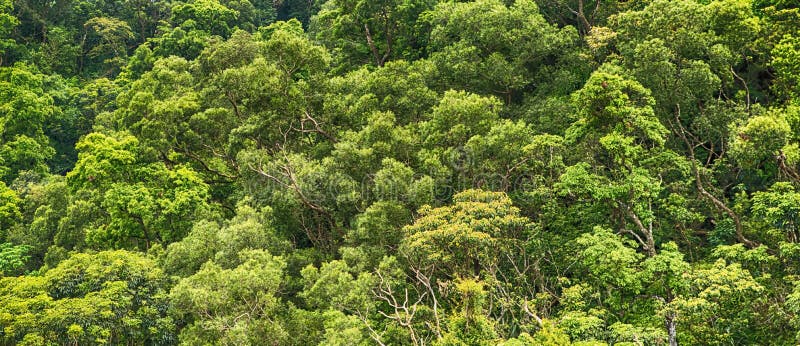 Forest background texture stock photo. Image of asia - 80583126