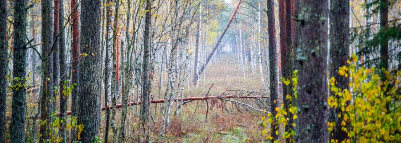 Forest Background of Tree Trunks Stock Image - Image of pines, nature ...