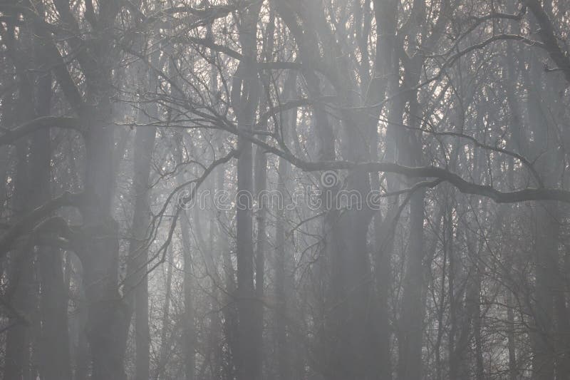 Shadowy Forest stock photo. Image of silhouette, winter - 301021490