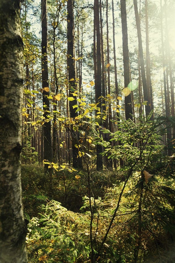 Forest Backlit by the Sun on a Foggy Autumn Day. Stock Image - Image of ...