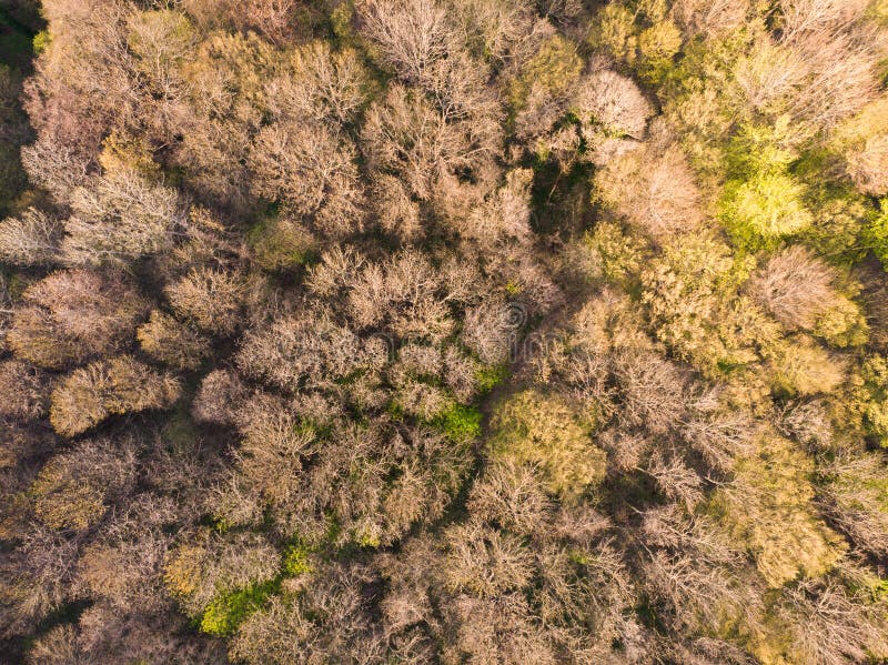 Forest and Bald Trees in Early Spring. Top View, Bird S-eye View Stock ...
