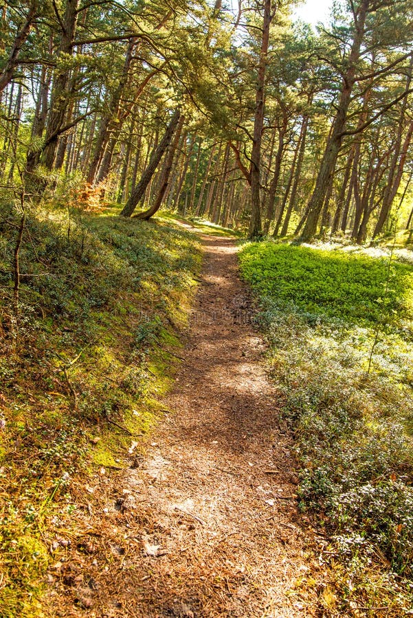 Forest at the Baltic Sea in Poland Stock Image - Image of poland, path ...