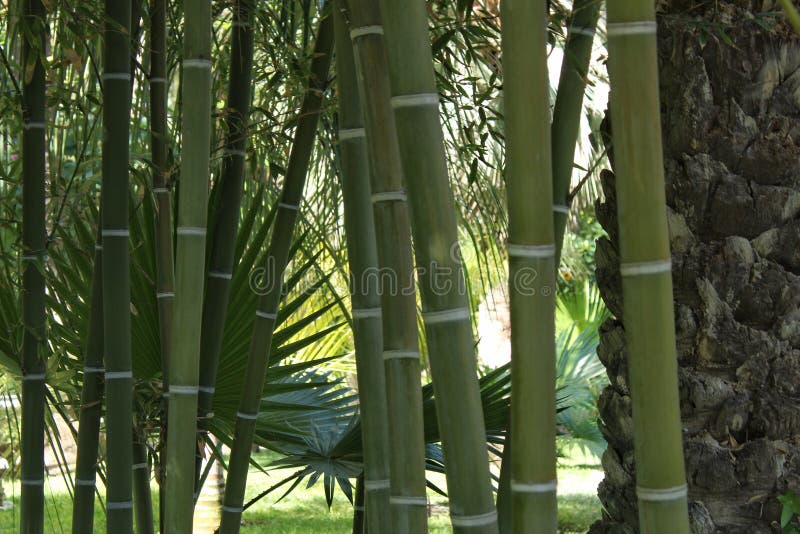 Forest of bamboo canes stock image. Image of asia, branch - 108086171