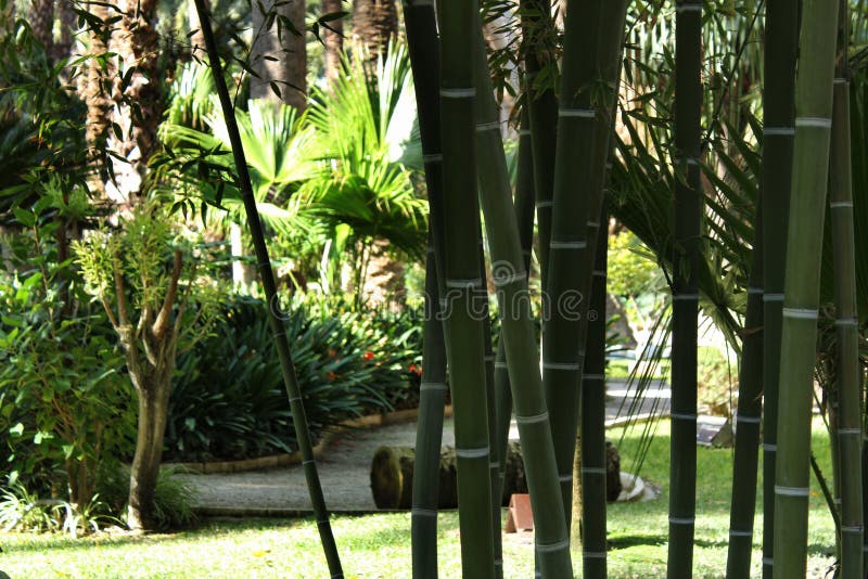 Forest of bamboo canes stock photo. Image of garden - 116353488