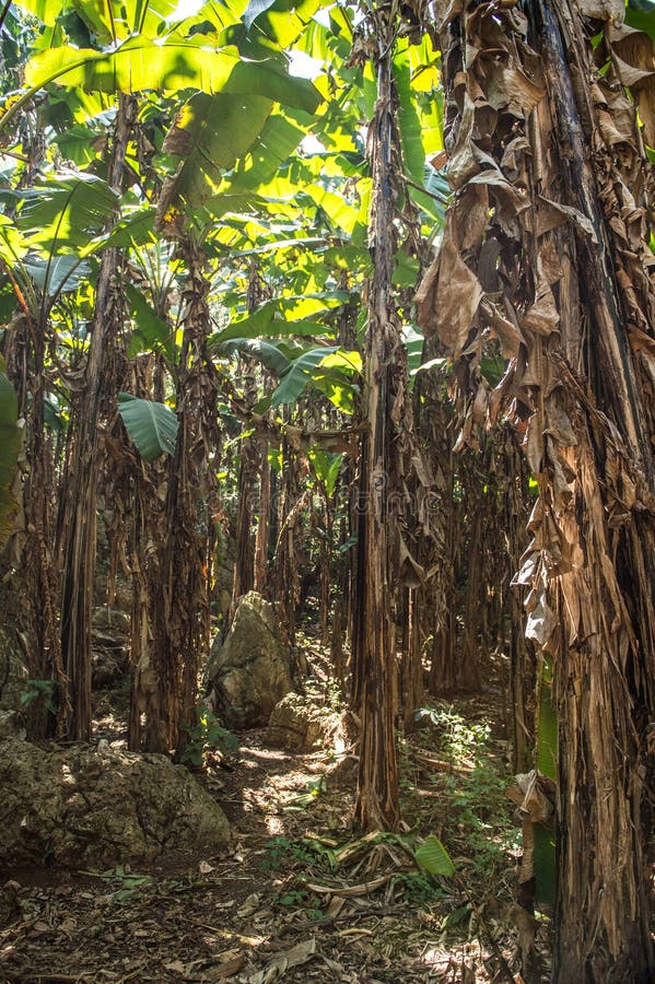 Green banana bundle stock image. Image of tree, healthy - 26509015