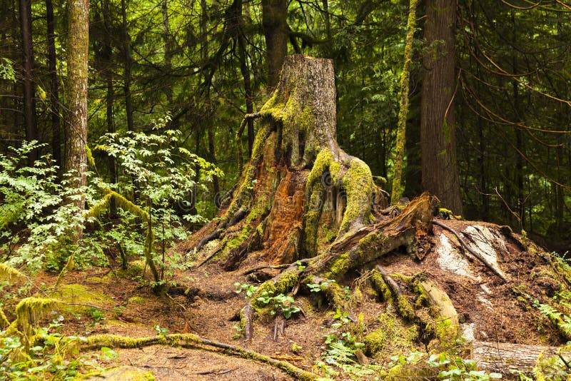 Forest Banff National Park Canada Stock Image - Image of peaceful ...