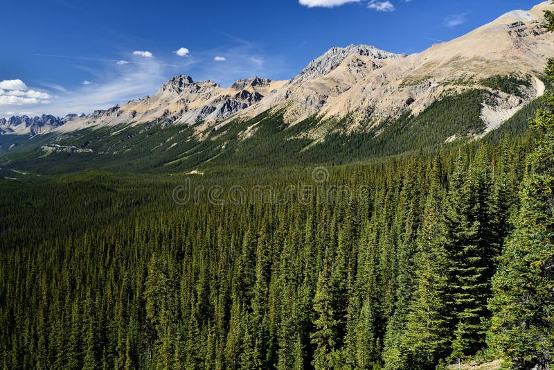 Forest Banff National Park stock image. Image of chain - 88594845