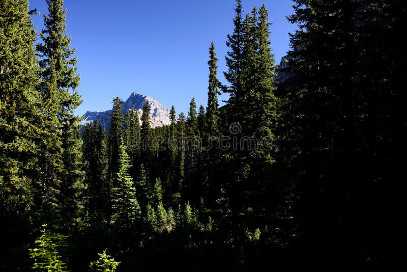 Forest Banff National Park stock image. Image of banff - 88594993
